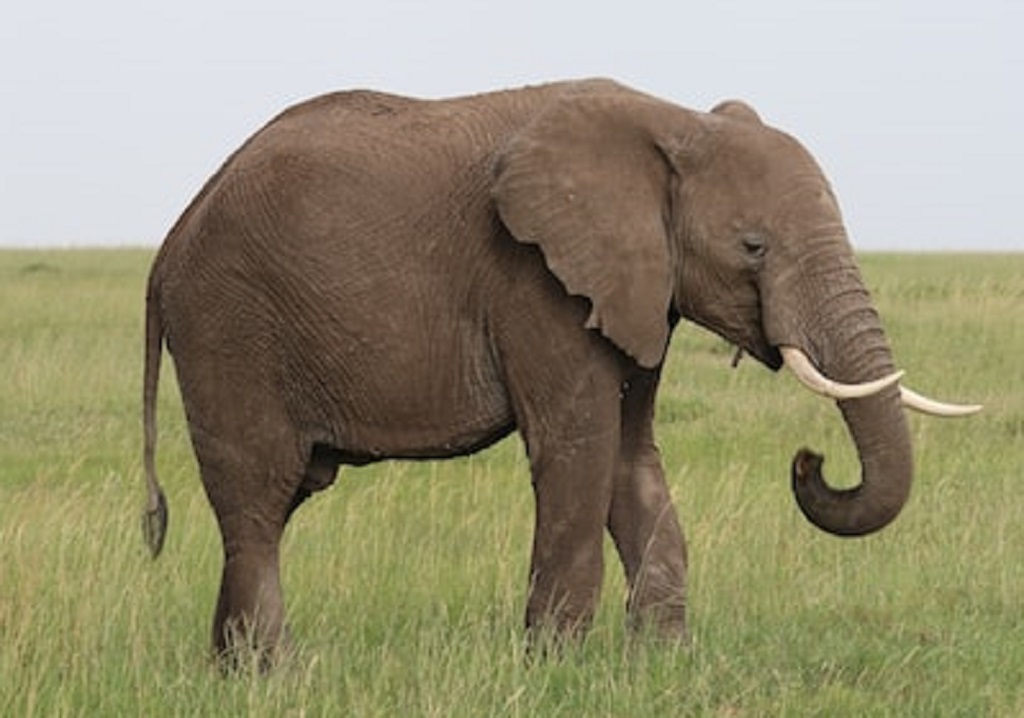 230302Mastodon02 | 名古屋のホームページ制作なら WWG ｜ 企業のWeb制作会社